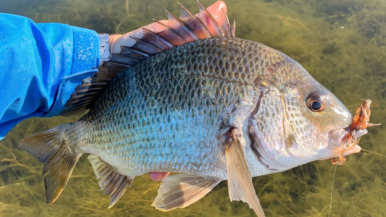 Catching Bream in THICK weed - YouTube