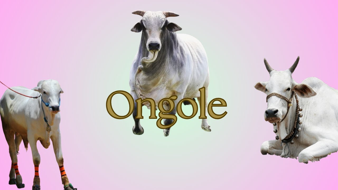 Ongole cattle breed information | తెలుగు | THUNDER INDIA - YouTube