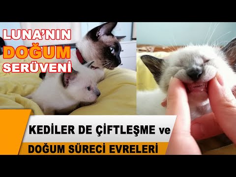 KEDİLERDE ÇİFTLEŞME ve DOĞUM SÜRECİ