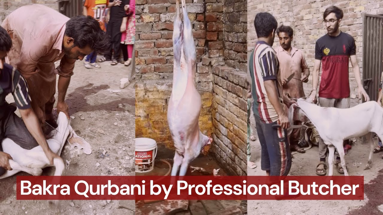 Bakra Qurbani by Professional Butcher | How to slaughter goat - YouTube