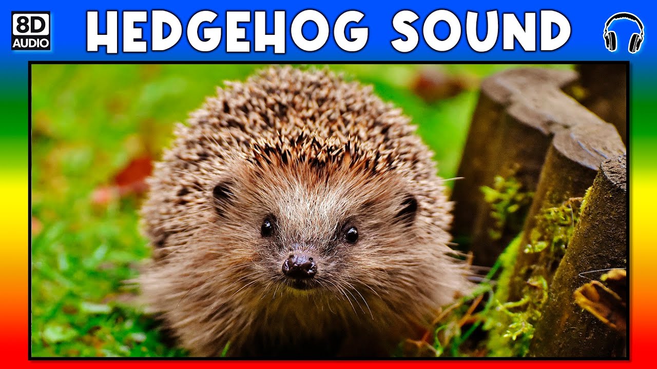 🦔 HEDGEHOG SOUND - HEDGEHOG SOUND EFFECT - SOUND OF HEDGEHOG - NOISE OF ...