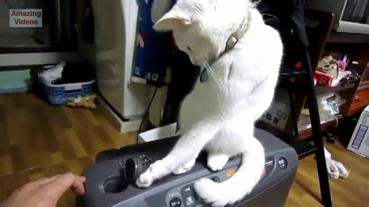 Ultimate Funny Cats Compilation Best Moments Youtube