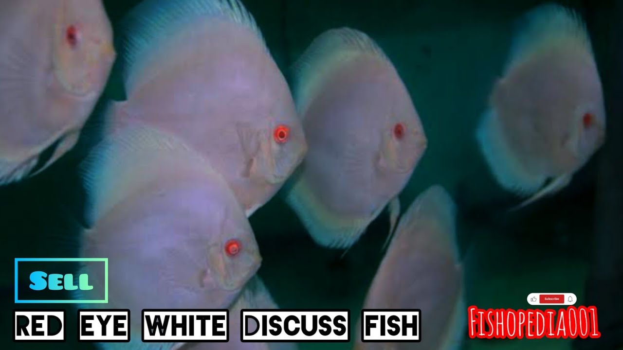 white discuss fish | Discuss fish | kolkata Discuss keepers - YouTube