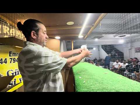 GÜVERCİN MEZATI BAYRAMPAŞA ARENA İYİ SEYİRLER DEĞERLİ DOSTLAR 
