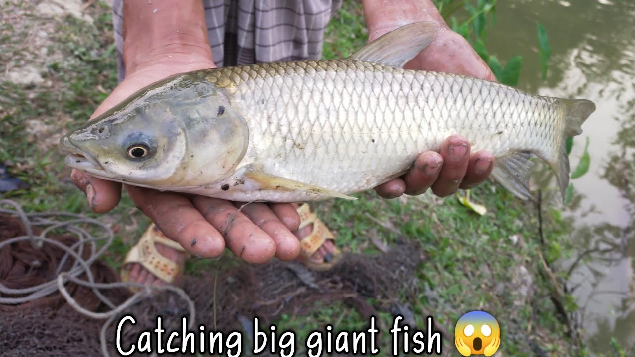 must watch the amazing fishing video - catching big giant fish by cast ...