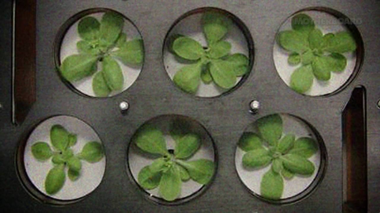 Dale Chamberlain: NASA Botinist on Cannabis - YouTube