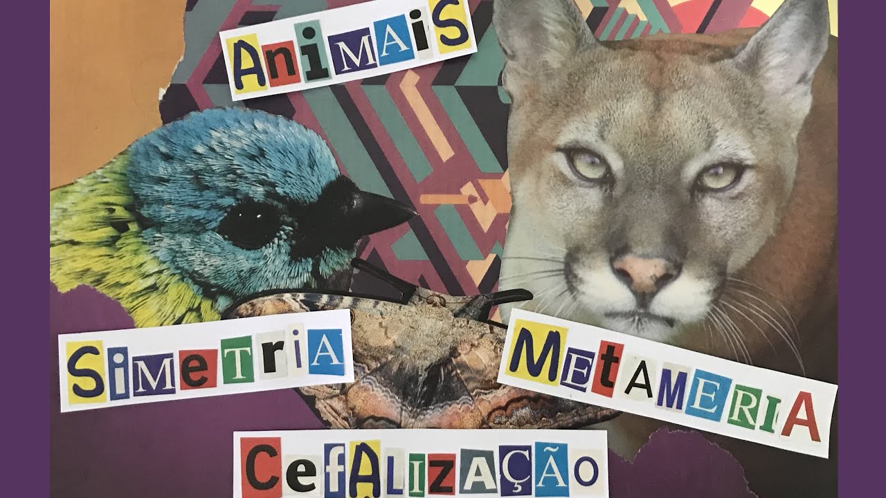 Prof de Bio | Animais - Simetria, Cefalização e Metameria - YouTube