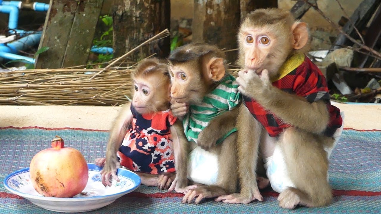 Three Adorable Jenna Shusy & Pruno Sit Orderly When Snack Time - YouTube