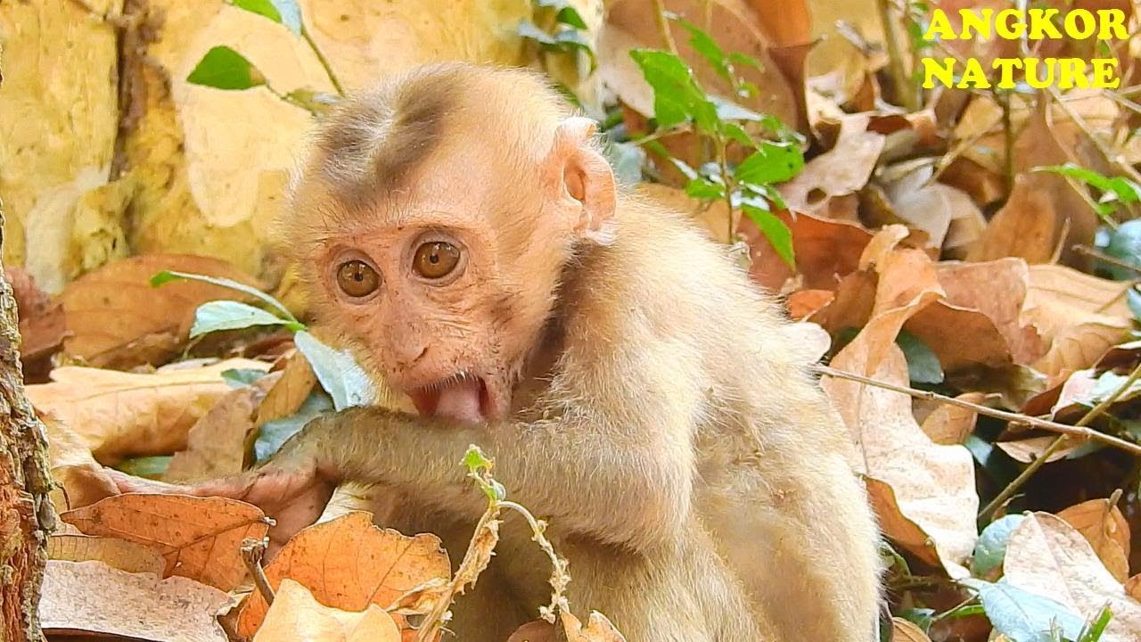 So adorable baby monkey Axel cleaning milk from his hand | Angkor ...