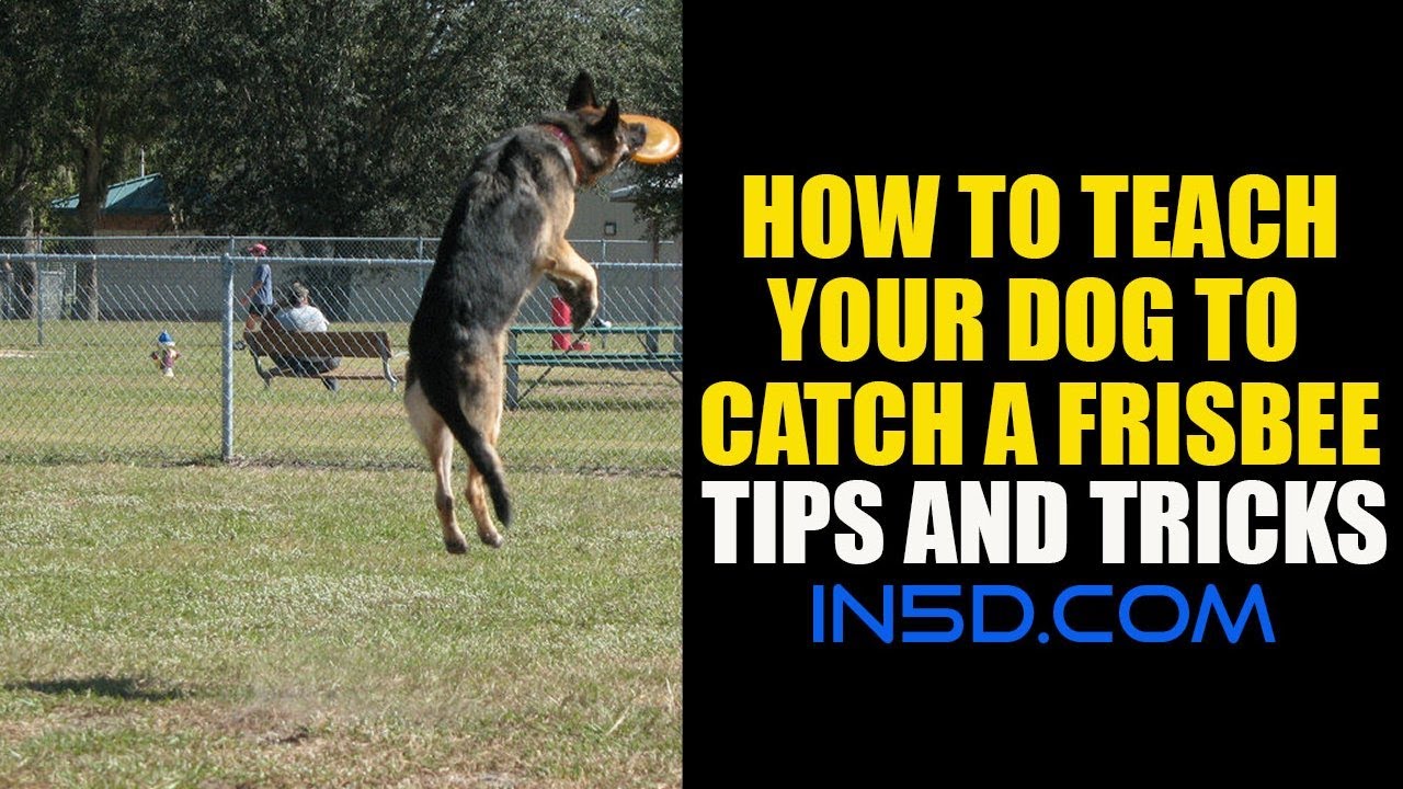 How To Teach Your Dog To Catch A Frisbee - Tips and Tricks - In5D.com ...