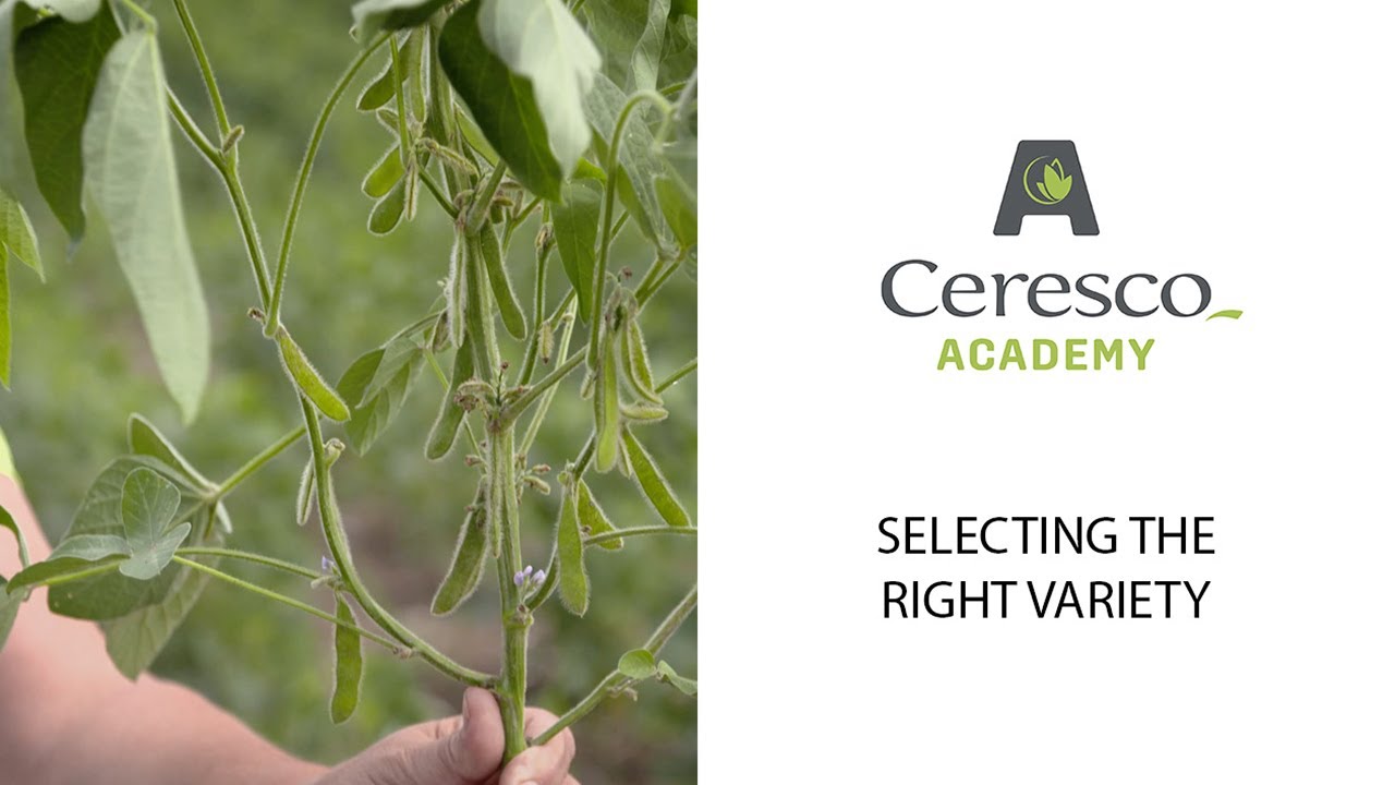 Ceresco Academy - Selecting the right soybean variety - YouTube
