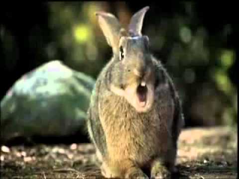 screaming animals - YouTube