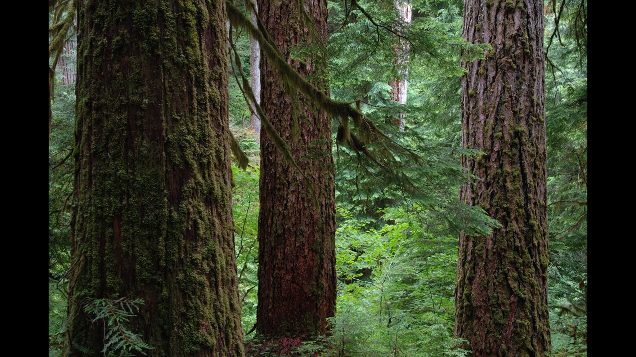 The Power of Wood - Using Nano Technology to Change the World - YouTube