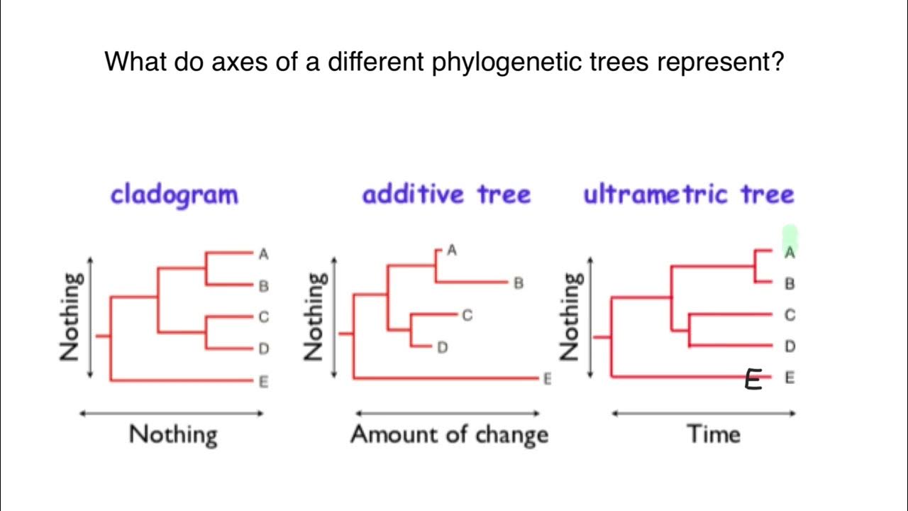 Cladogram, Additive tree, Ultrametric tree - YouTube