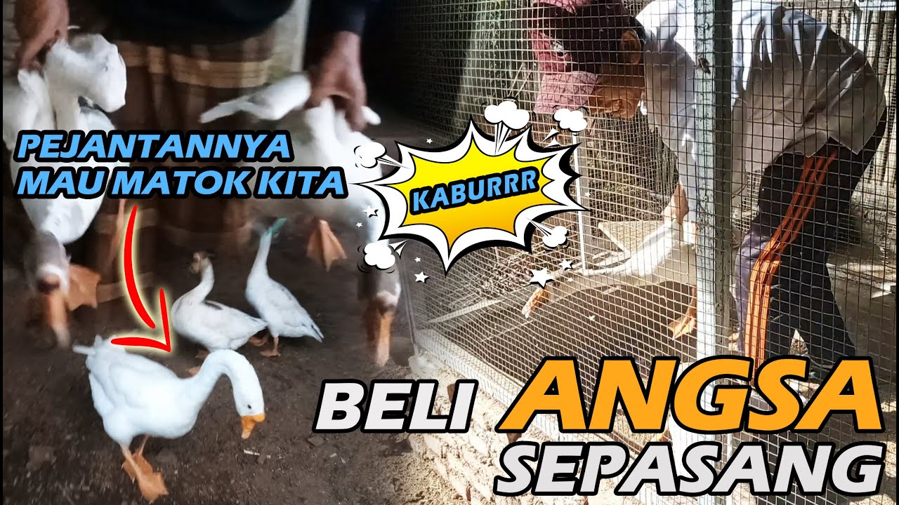 BELI ANGSA SEPASANG//TERNAK ANGSA DI RUMAH//ANGSA PUTIH//TRADITIONAL ...