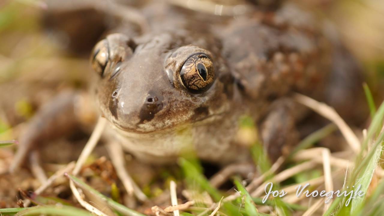 Pelobates Fuscus, Knoflookpad, Common Spadefoot, Pelobate brun ...