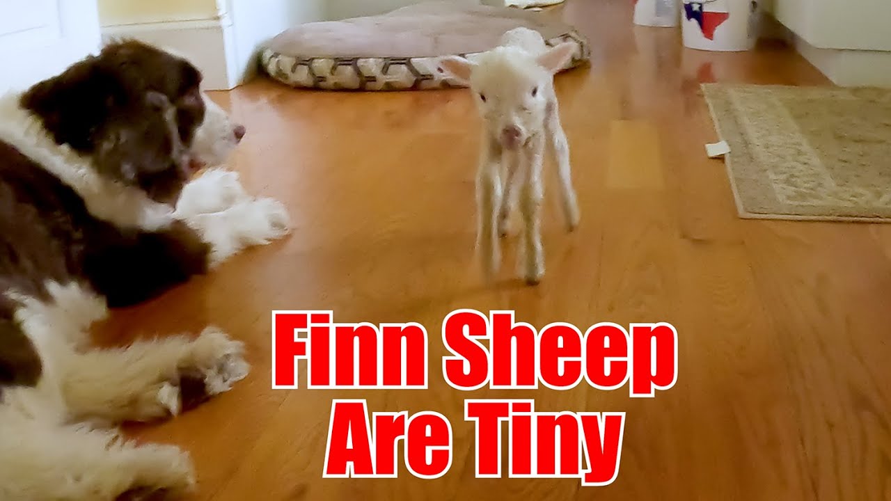 Baby Lambs on the Farm - YouTube