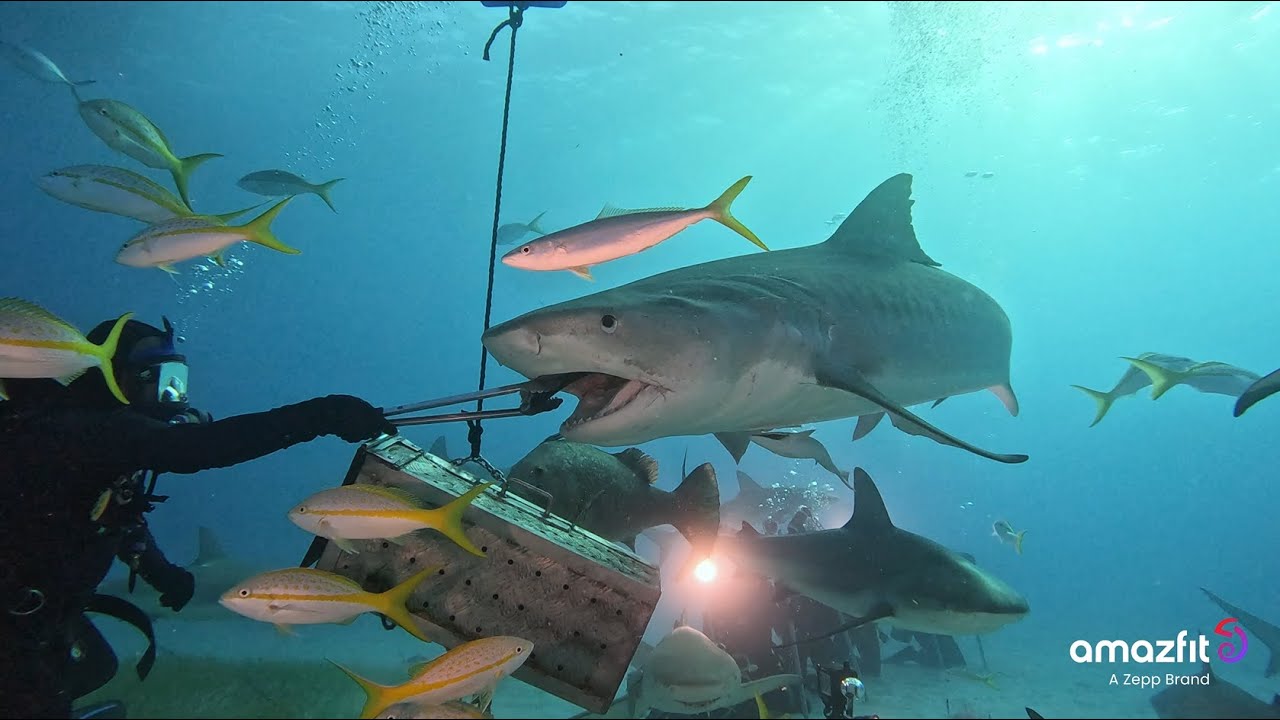 Swimming with Tiger Sharks: Amazfit T-Rex Ultra Saves the Dive! 🦈 Jeb ...