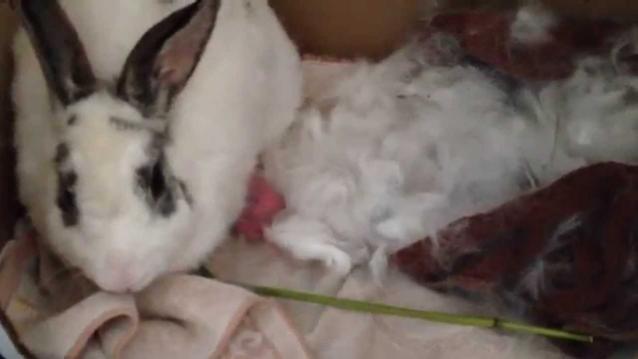 Nursing 2 day old Baby Bunnies - YouTube