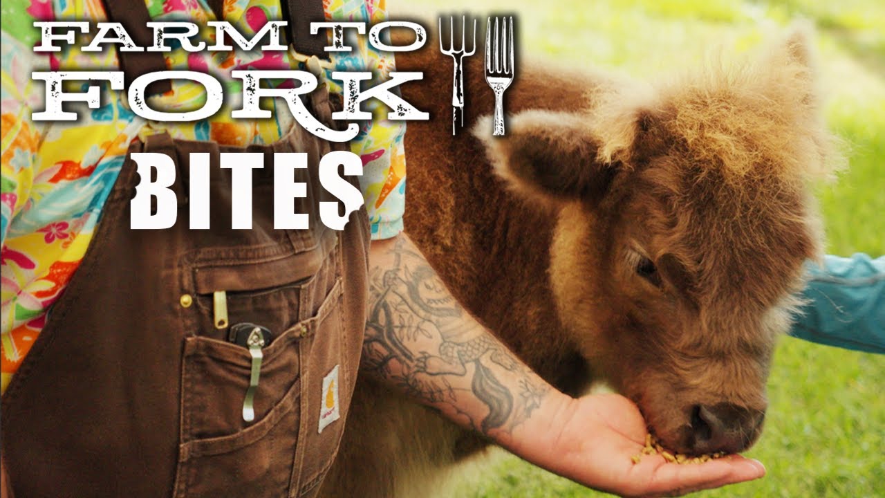 Pampering a Micro Cow - Farm to Fork Bites - YouTube