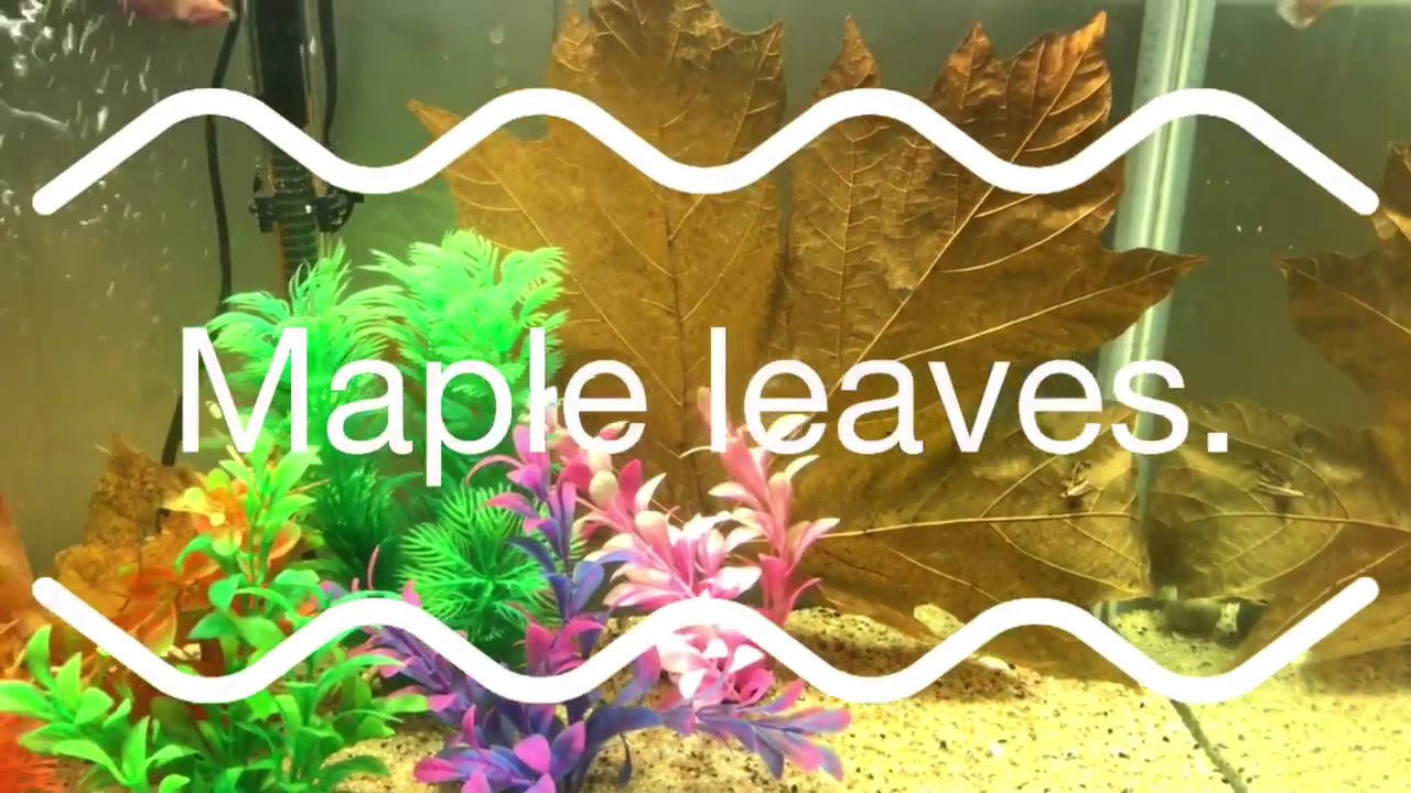 USING MAPLE LEAVES IN MY TANK - YouTube