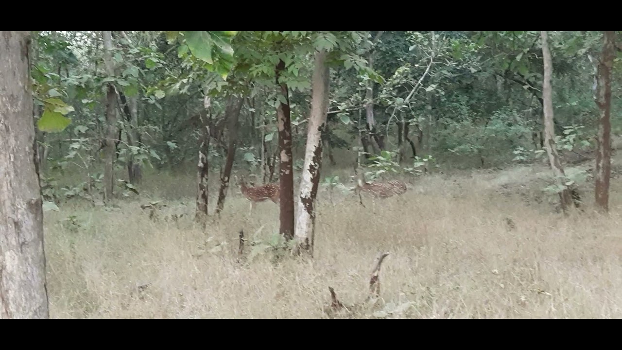 Sasan Gir Winter 2021/ EPISODE 04 - YouTube