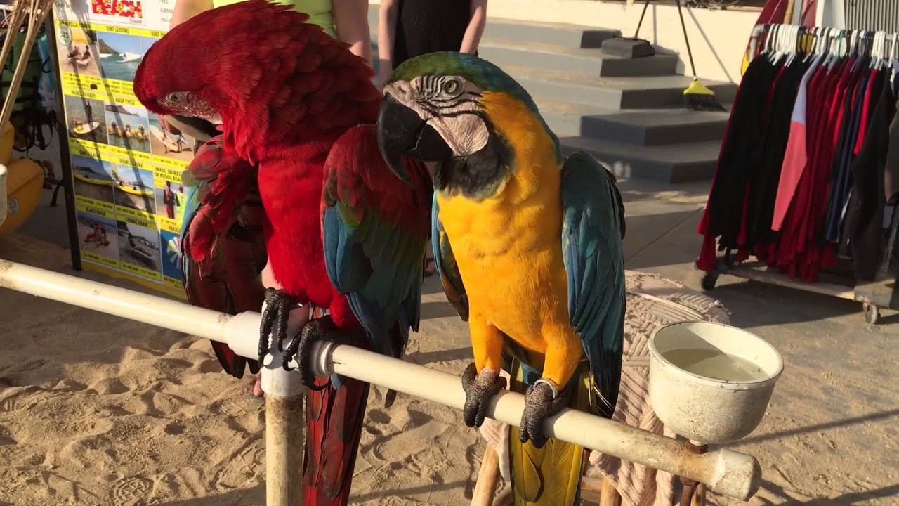 Parrots in Hawaii - YouTube