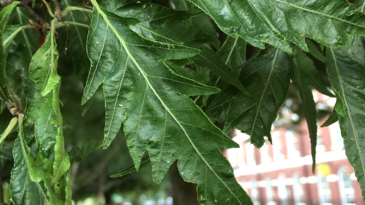 Fern-leaved Beech (Fagus sylvatica 'Asplenifolia') - leaves close up ...