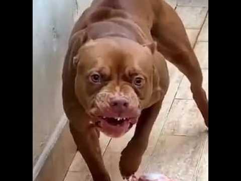 Nostale Undercity How to calm down angry dogs?
