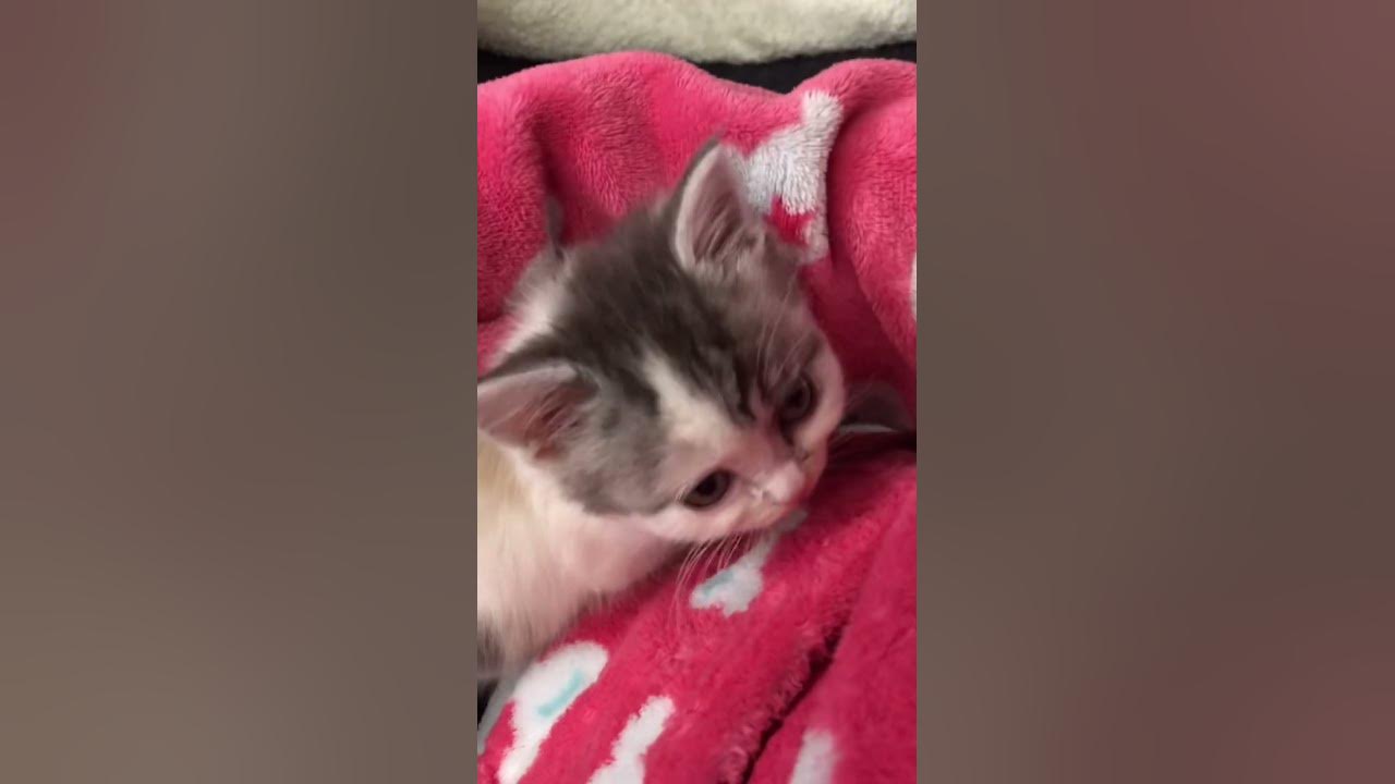 세상에서 제일 귀여운 고양이 Youtube