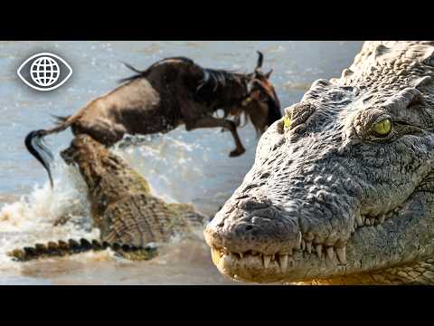 Le monstre des rivières : la vie brutale des crocodiles ⎮Documentaire Animalier⎮AD