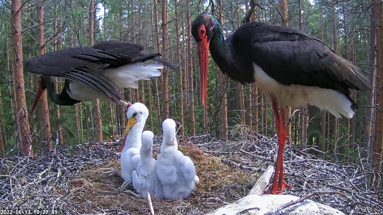 Must-toonekurg~Kaia comes home with food for the storklets~10:27 AM ...