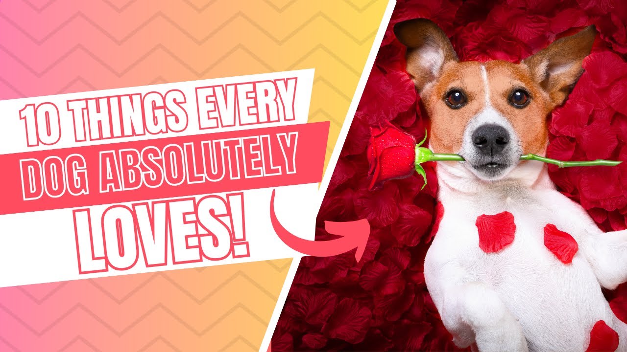 10 Things Dogs LOVE the Most! (You Won’t Believe #10) - YouTube