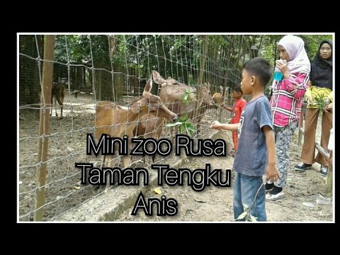 Mini Zoo Rusa di Taman Tengku Anis - YouTube