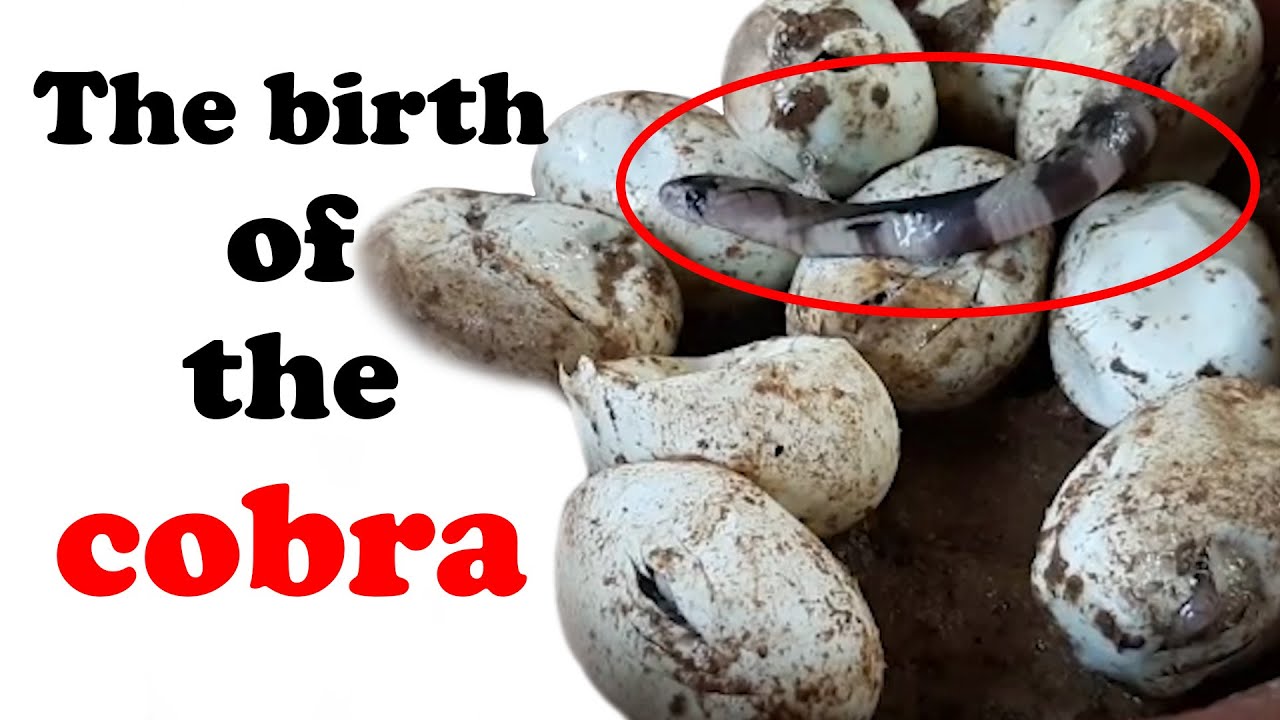 How a baby cobra hatches from an egg - නයි පැටියෙක් බිත්තරයෙන් එළියට එන ...