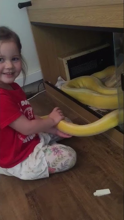 4 year old and 12ft Reticulated python are bestest friends - YouTube