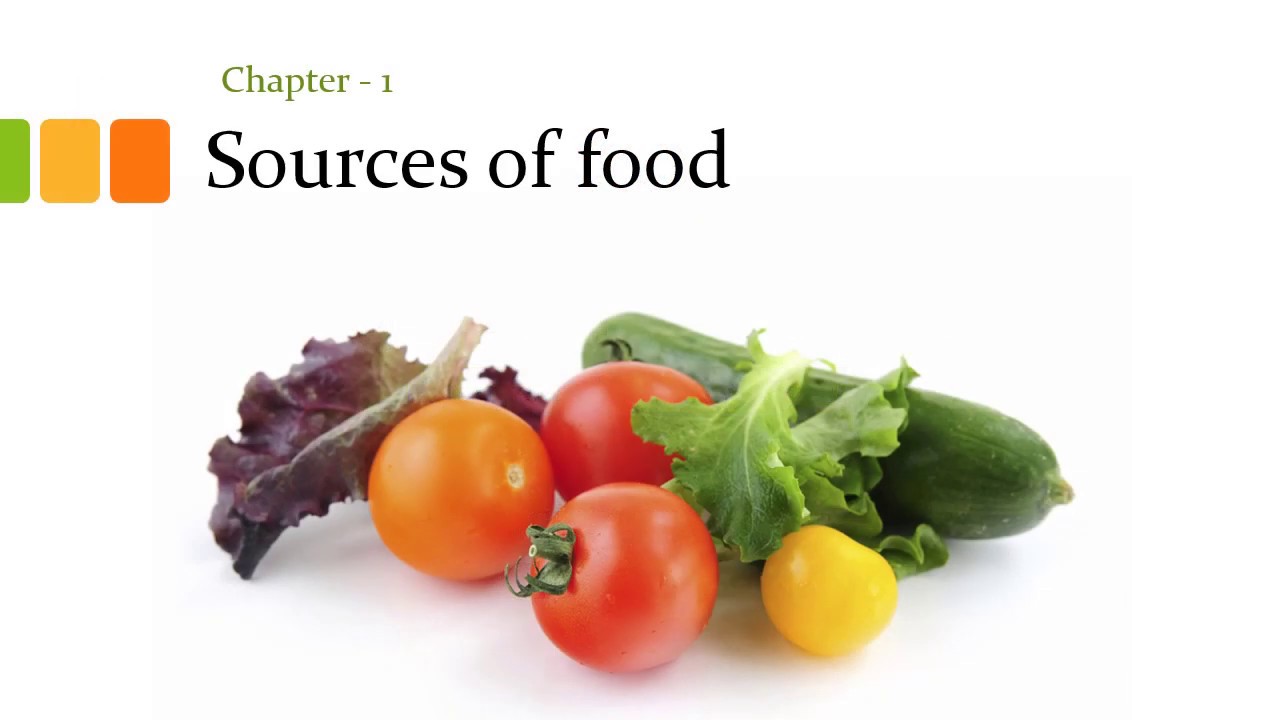 science class 6 chapter 1 sources of food|Food: where does it comes ...