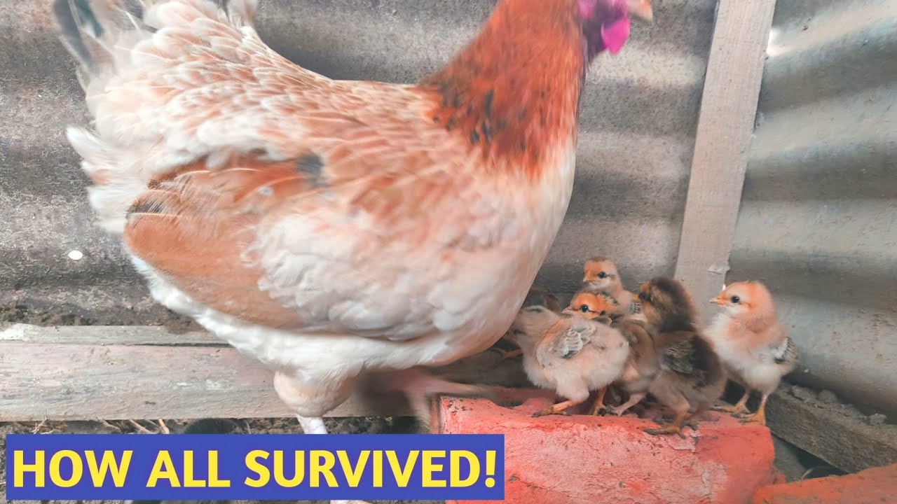 How to Raise Chicken at Home I Free Chicken Raising Tips । Update of ...