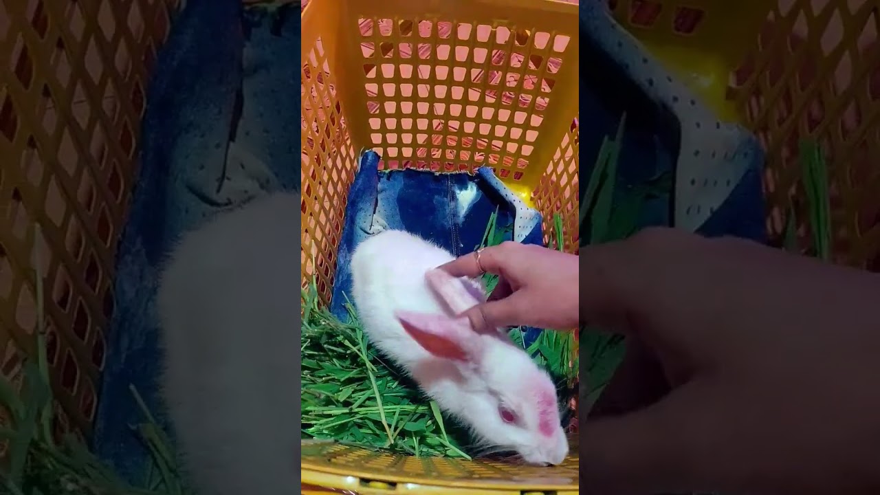 ️ Cute Little Rabbit ️☺️ - YouTube