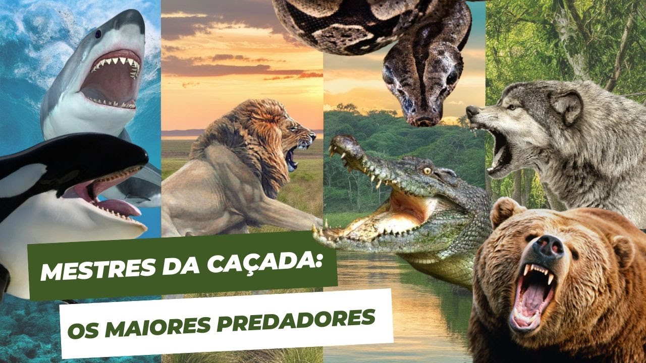NO TOPO DA CADEIA ALIMENTAR | CONHEÇA OS 10 PREDADORES MAIS ...