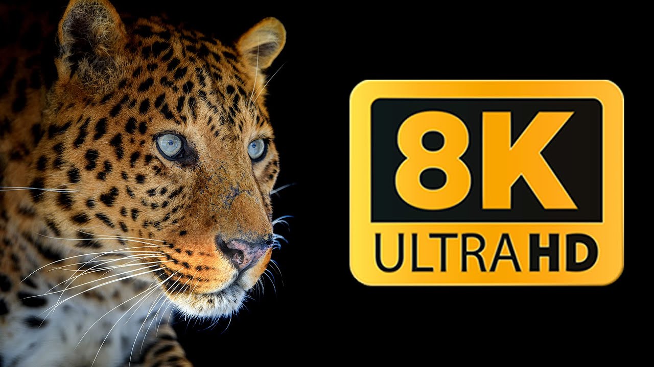 Wild Animals.8K HDR Video. - YouTube
