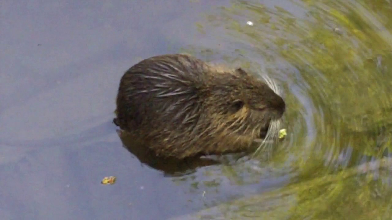 Newborn Nutria