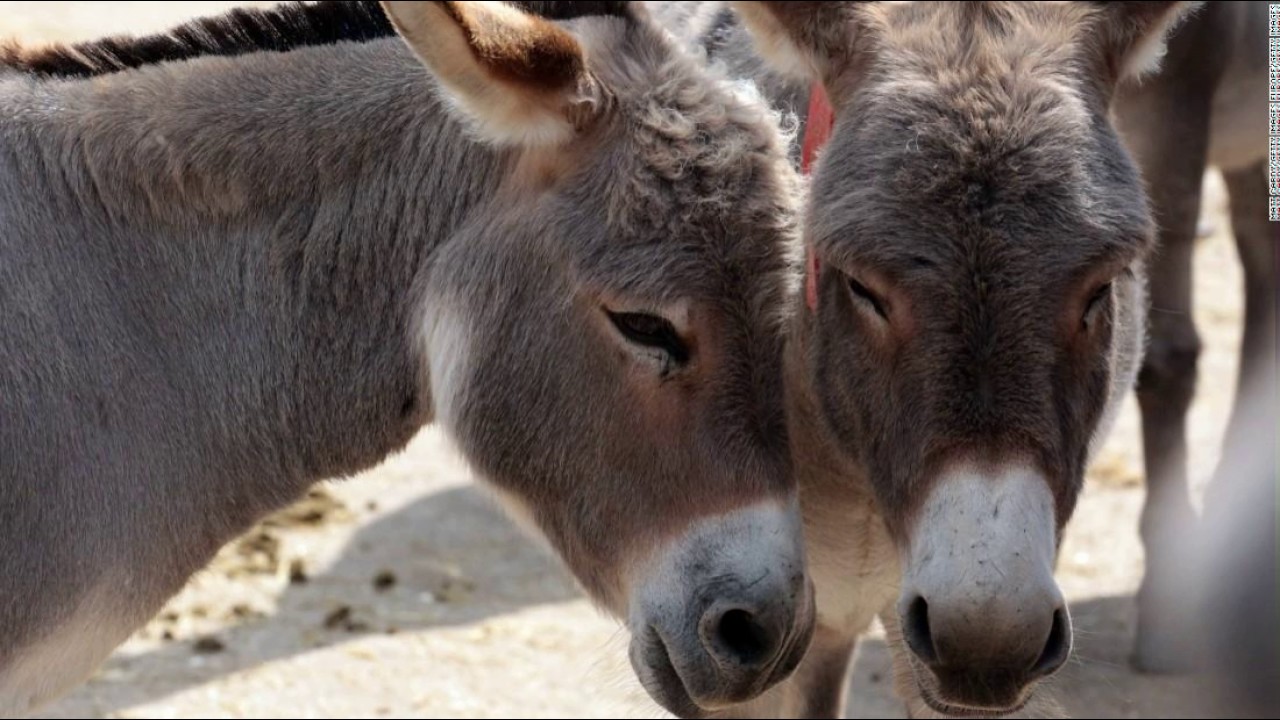 Donkey skin is the new ivory for the Chinese in Africa - YouTube