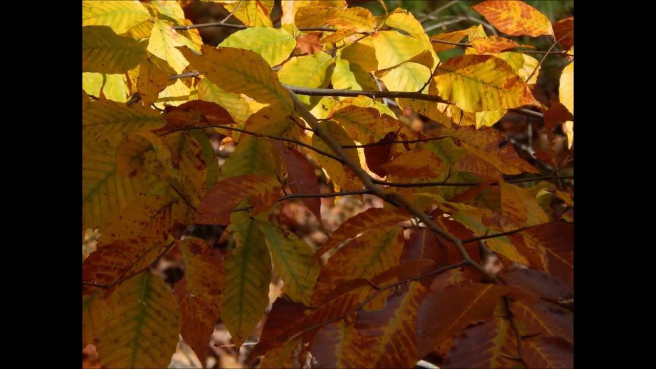 Little Willow Roland Aube - YouTube