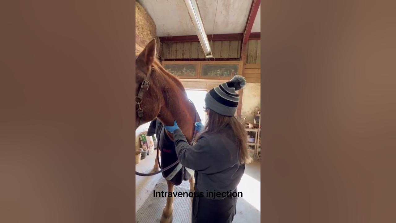 Pennfoster Externship 2 Skill 40 Equine Venipuncture & Injection - YouTube