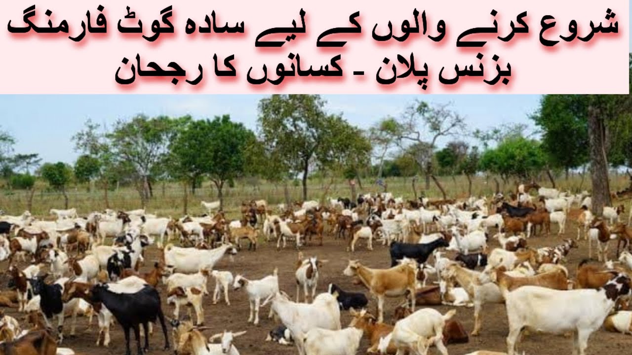 Simple Goat Farming Business Plan For Beginners | Farmers Trend | Goats ...