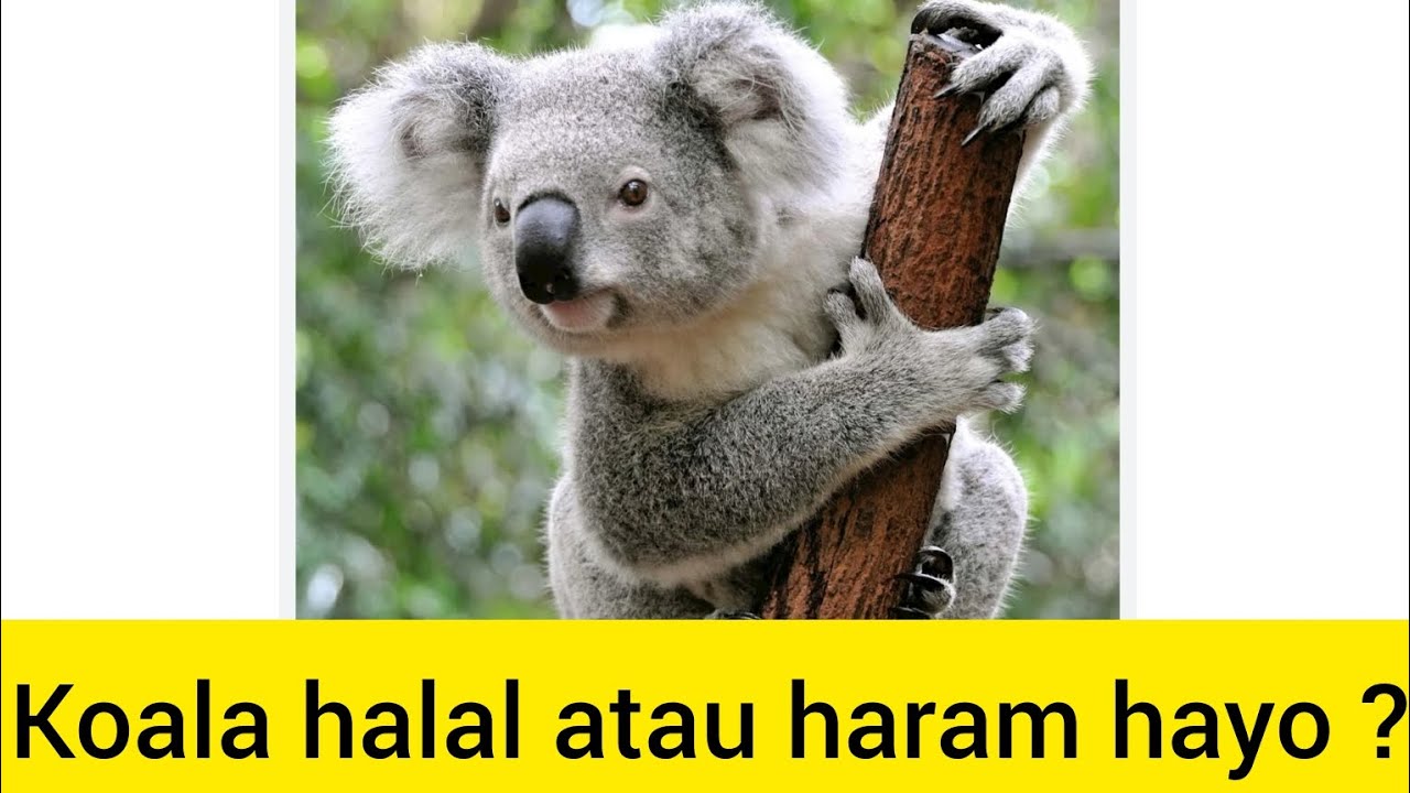 koala halal atau haram - YouTube