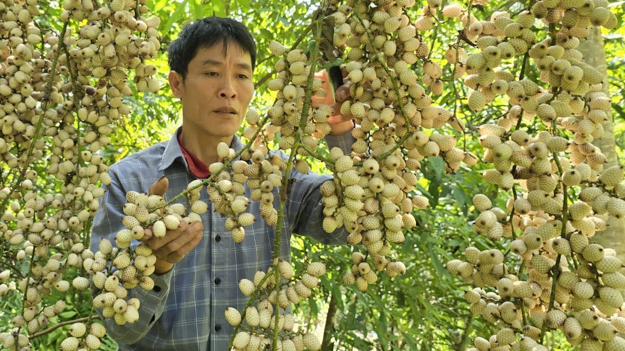 Harvesting Forest Fruit Goes to market sell - Processing & Preservation ...