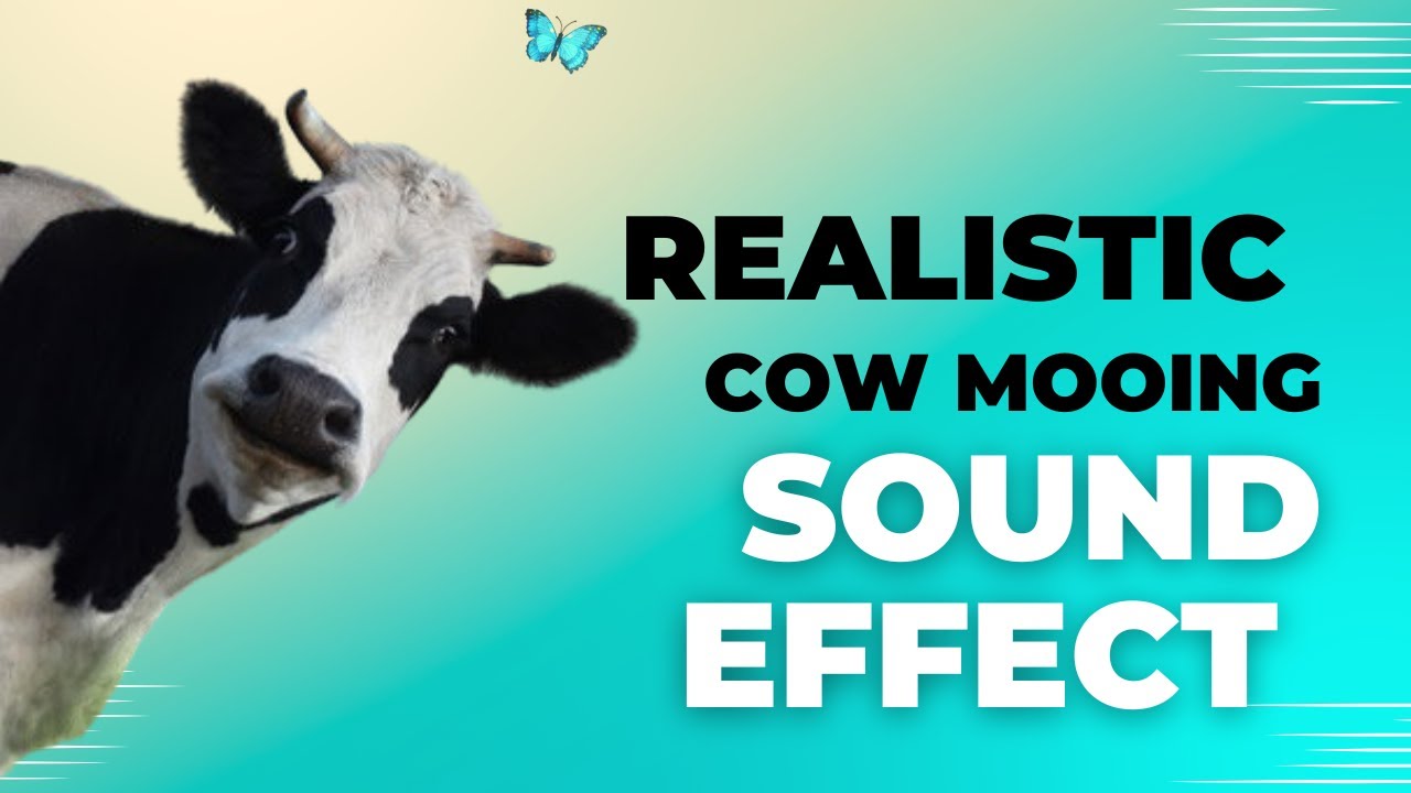 Realistic Cow Mooing Sound Effects - YouTube