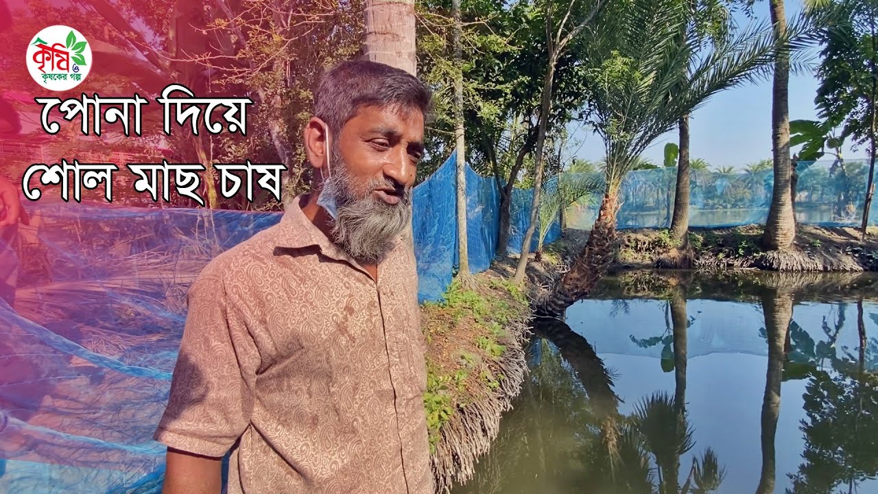 শোল মাছ চাষ || How To Starting Snakehead Fish Farming - YouTube